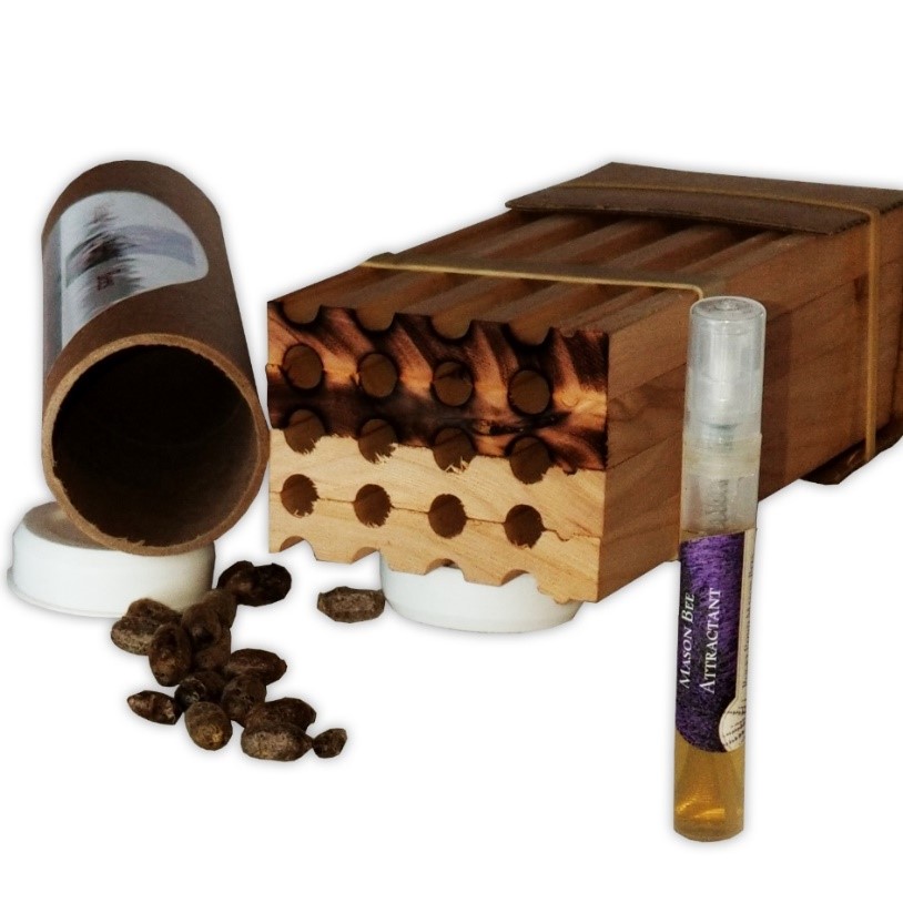 Guide to Raising Mason Bees | Mason Bees and Leafcutter bees